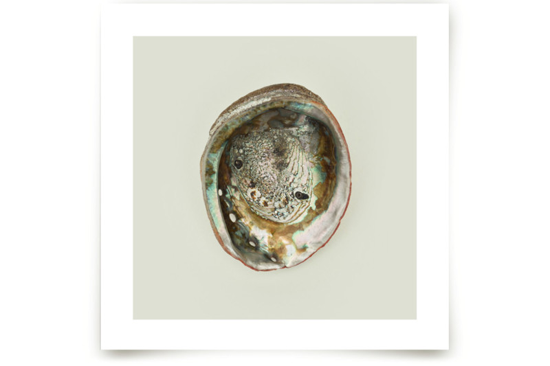 Abalone Shell Fine Art Prints by Field and Sky | Minted