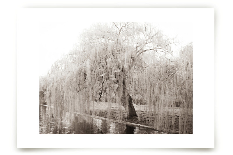 bloom II Fine Art Prints by Sara Hicks Malone | Minted