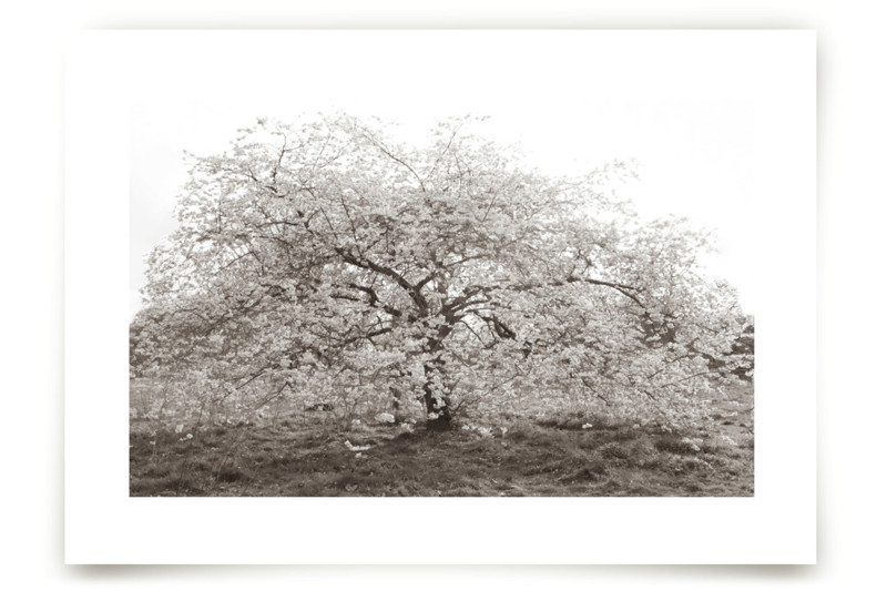 bloom I Fine Art Prints by Sara Hicks Malone | Minted