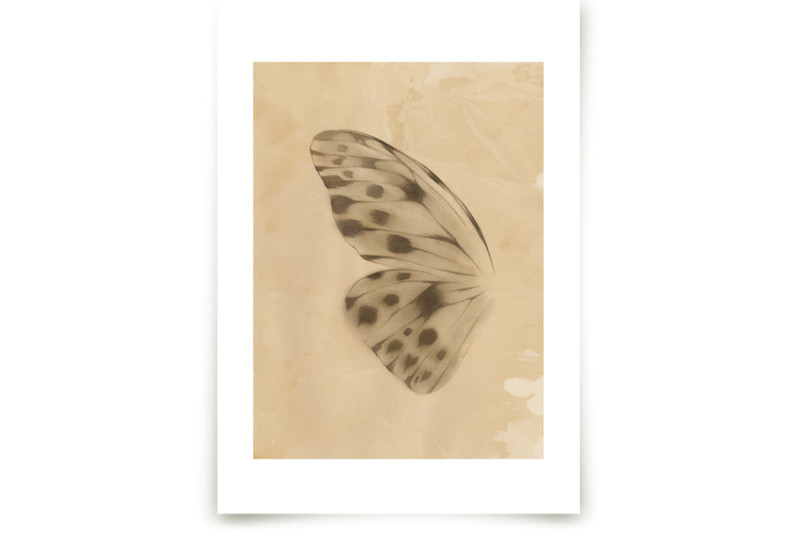Vintage Mariposa I Fine Art Prints by jinseikou | Minted