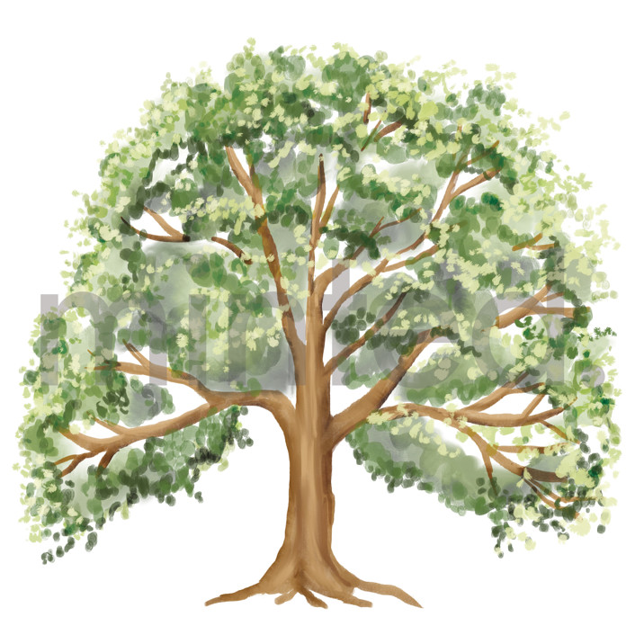 Oak Tree Design Element by Petra Kern | Minted