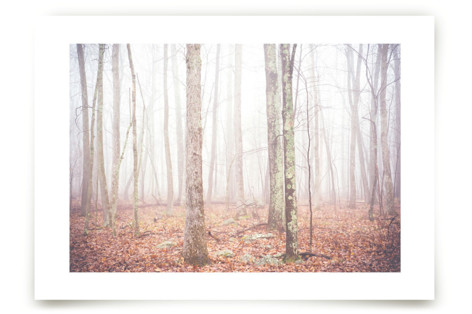 Foggy Forest Art Prints by Jill Nobles | Minted