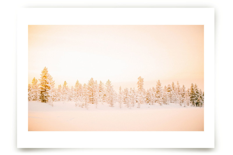 Finnish Forest Fine Art Prints by Shannon Kirsten | Minted