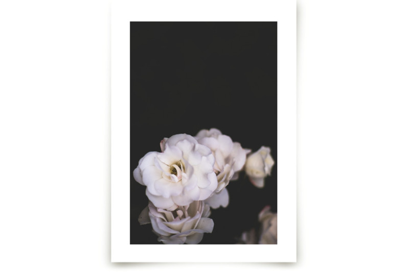 Midnight Bloom Fine Art Prints by Kamala Nahas | Minted