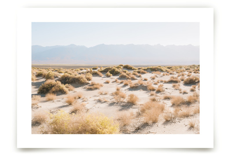 Morning Desert Brambles Fine Art Prints by Anna Western | Minted