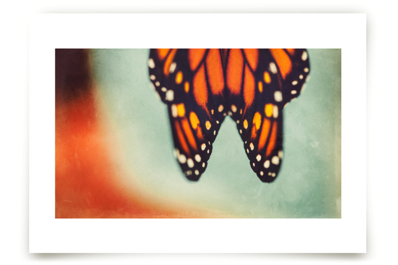 Monarch Study #6 Fine Art Prints by Stacy Kron | Minted