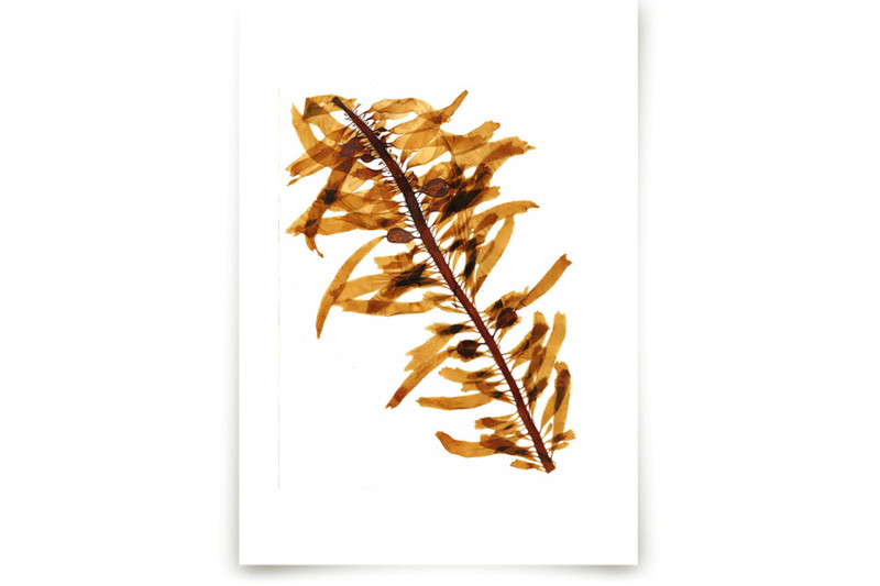 kelp print 001 Fine Art Prints by aeryn donnelly design | Minted
