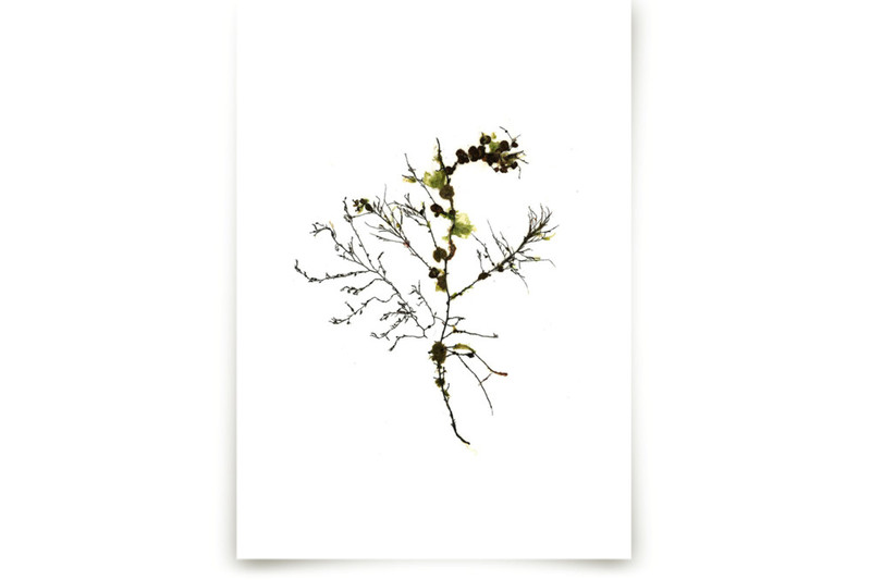 kelp print 003 Fine Art Prints by aeryn donnelly design | Minted