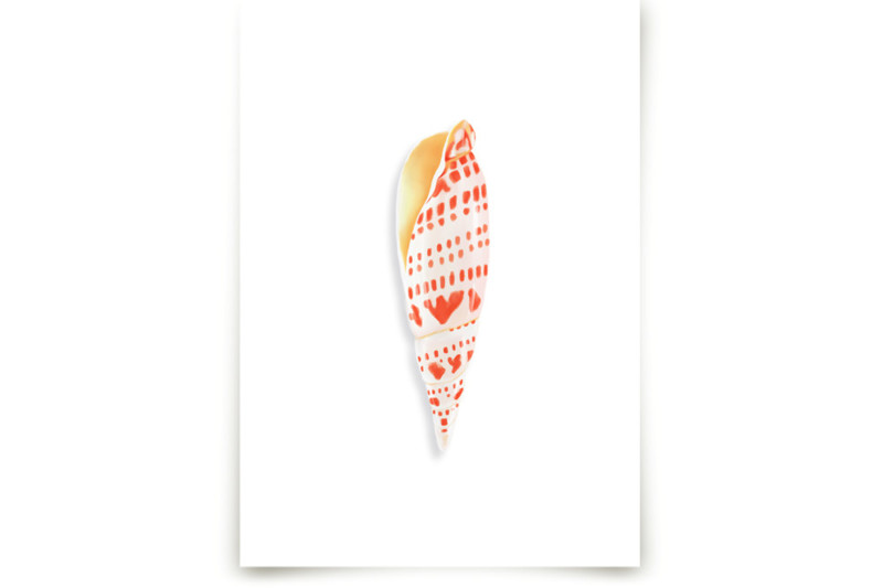 Modern Junonia Shell Fine Art Prints by Artsy Canvas Girl Designs | Minted