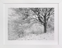 Lying on the grass's Store | Minted