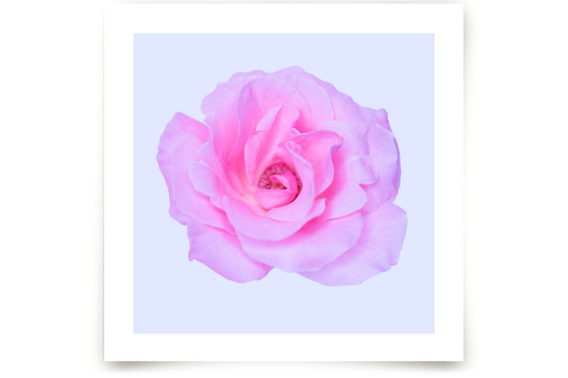 Preppy Pink Rose Fine Art Prints by IGGI | Minted