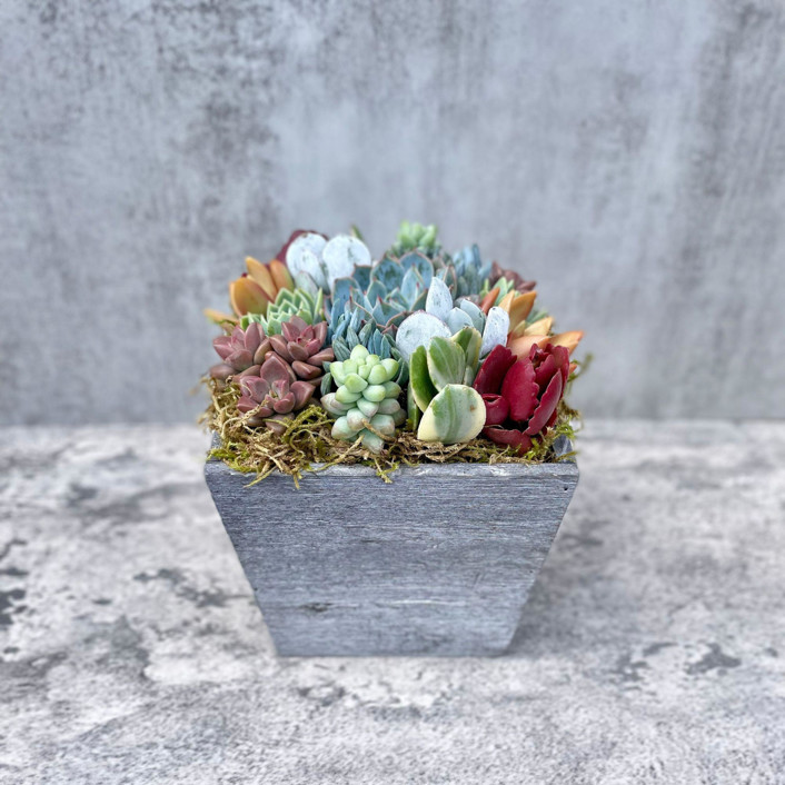 Kaleidoscope Eyes Succulent Garden Centerpieces and Tabletop Decor by ...