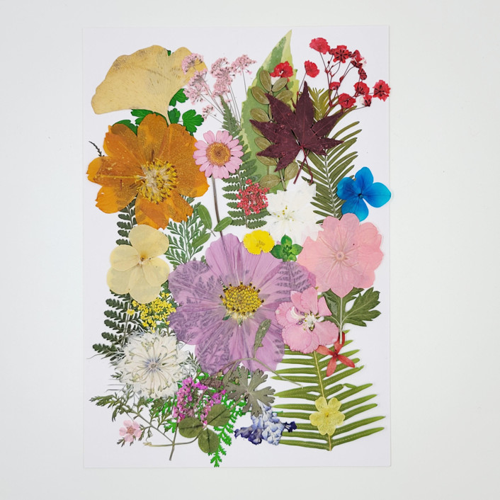 Pressed Flowers | "I bet your garden" | Multicolor | 35pcs Dried ...