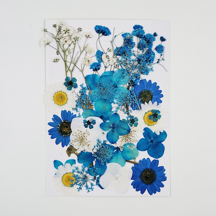 Pressed Flowers | "White and Blue" | White&Blue | 37 pcs Dried Florals ...