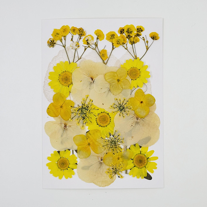 Pressed Flowers | "Yellow Passion" | Yellow | 31 pcs Dried Florals by ...