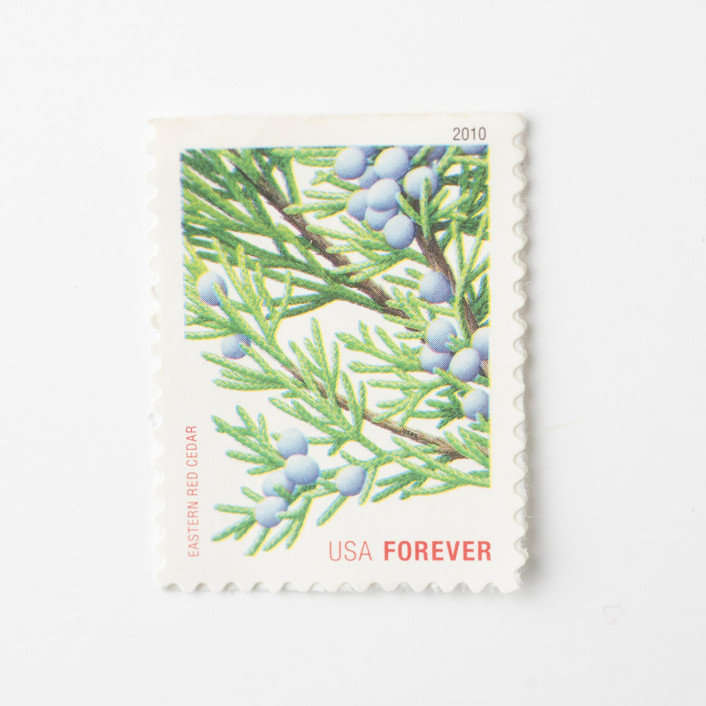 10 Holiday Evergreen Forever Postage Stamps // Eastern Red Cedar ...